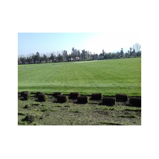 Pasto en Rollo - Zona Verde diseño natural